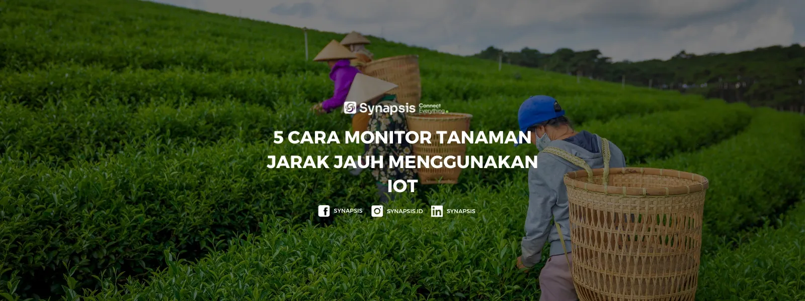 5 Cara Monitor Tanaman Jarak Jauh Menggunakan IoT -Blog 5 Cara Monitor Tanaman Jarak Jauh Menggunakan IoT -Blog